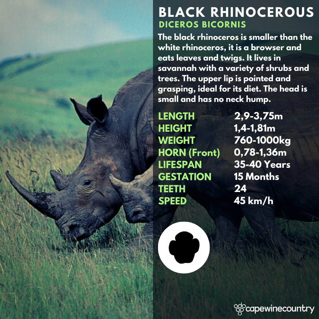 The Big Five of South Africa: Ultimate Safari Guide to Africa’s Most ...