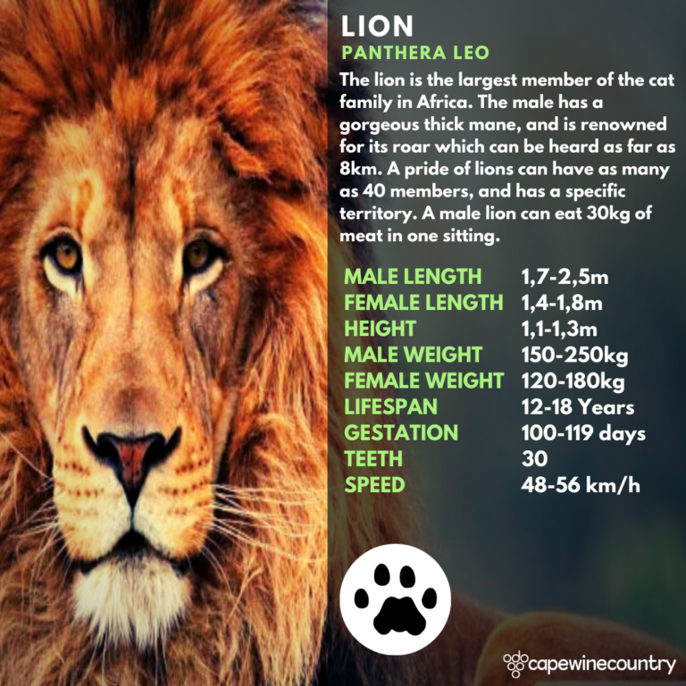 The Big Five of South Africa: Ultimate Safari Guide to Africa’s Most ...